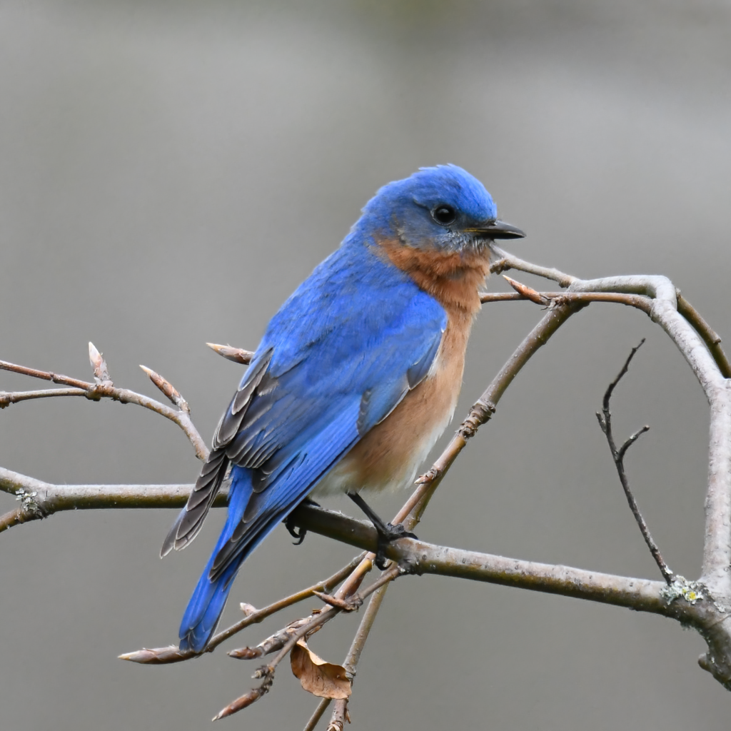 Eastern Bluebird from Guelph, ON, Canada on April 29, 2024 at 09:15 AM ...