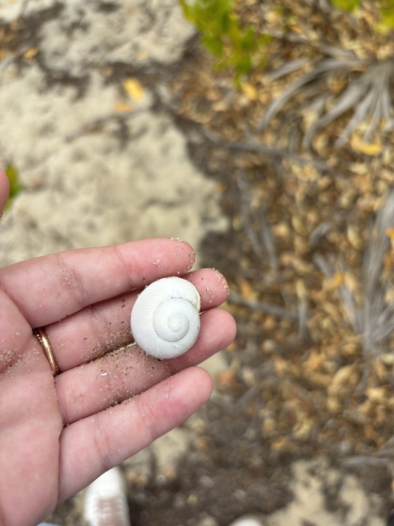 Cuban Brown Snail from Singer Island, Jupiter, FL, US on April 29, 2024 ...