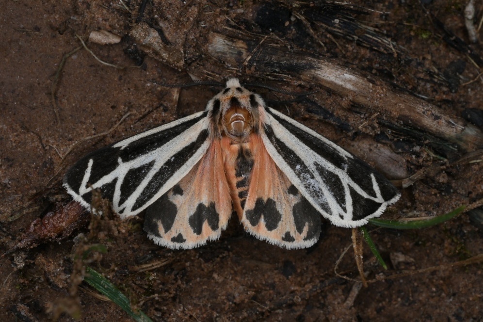 Apantesis from E SH-9, Norman, OK, US on April 22, 2024 at 08:54 PM by ...
