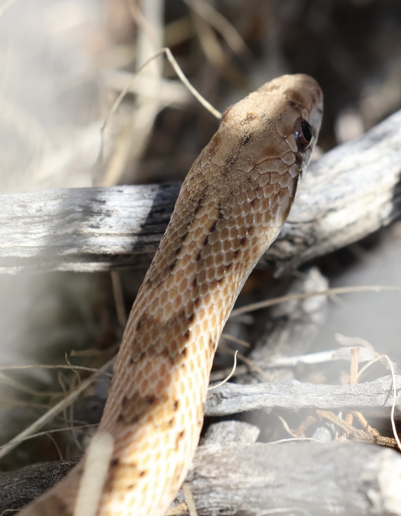 Glossy Snake from Joshua Tree National Park, Desert Hot Springs, CA, US ...
