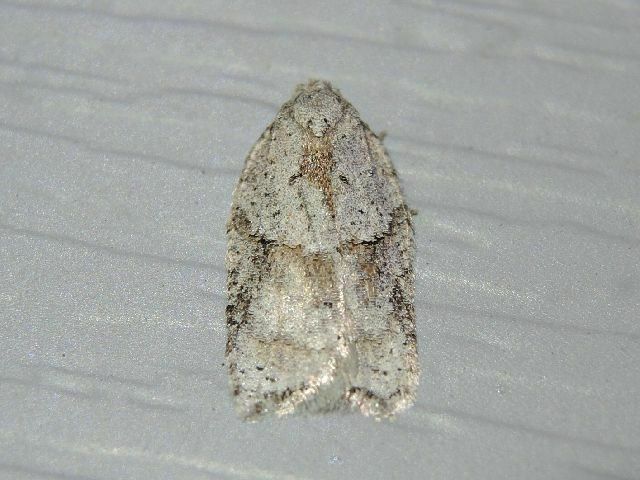 North American Black-headed Birch Leaffolder Moth in April 2024 by ...
