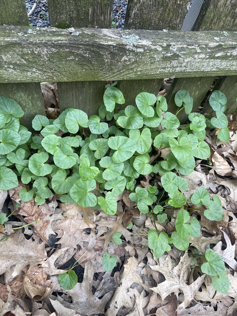 lesser celandine in April 2024 by ckgelson. This appears to be a weed ...