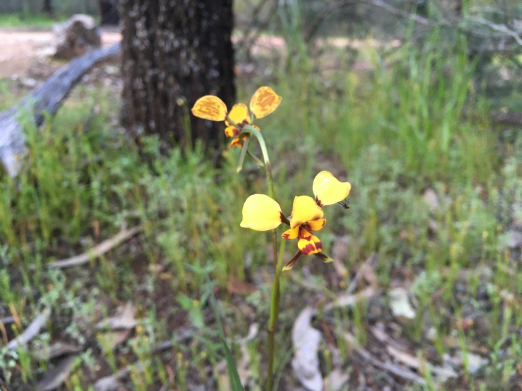 Leopard Orchid from Back Yamma State Forest, Daroobalgie, NSW, AU on ...