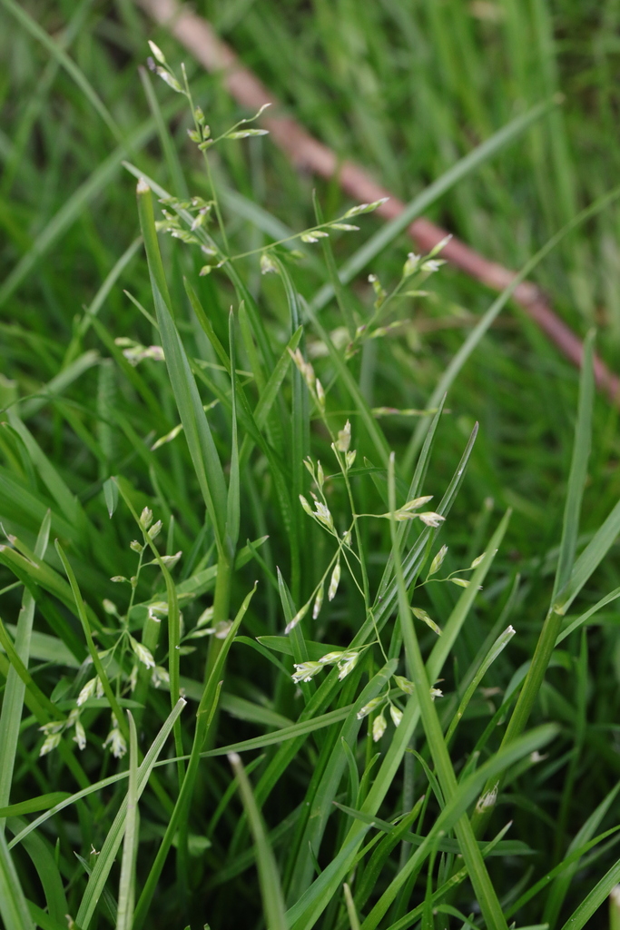 Annual Meadow-grass from Liverpool Festival Gardens, Riverside Drive ...
