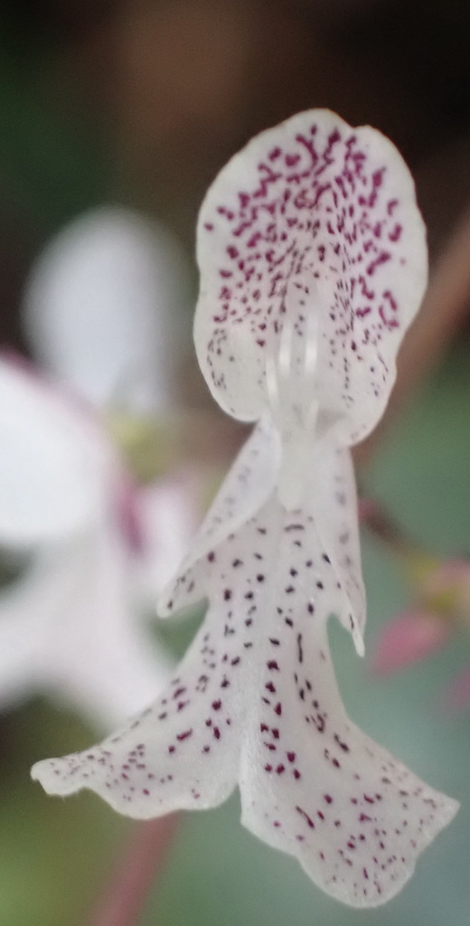 Speckled spur-flower from Pledge Nature Reserve, Knysna, 6570, South ...