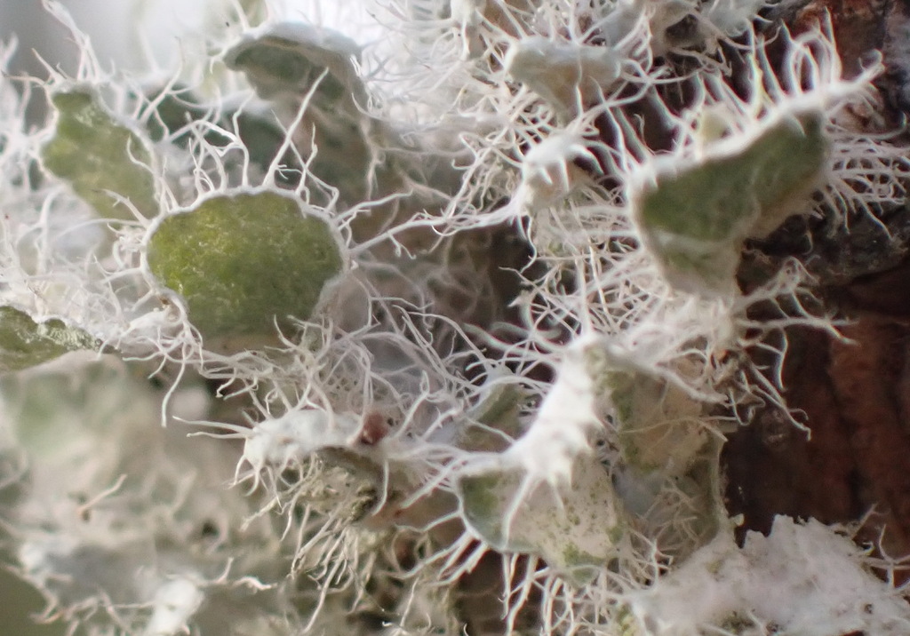 common lichens from Pledge Nature Reserve, Knysna, 6570, South Africa ...