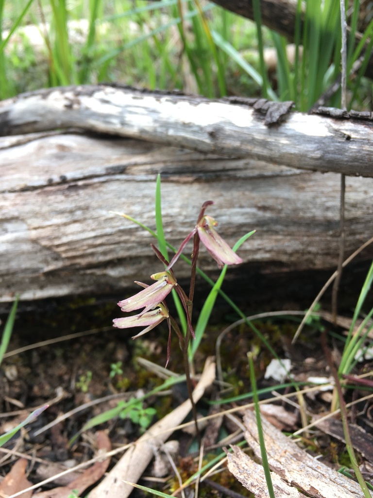 Gnat orchid from Belair National Park, Belair, SA, AU on September 26 ...