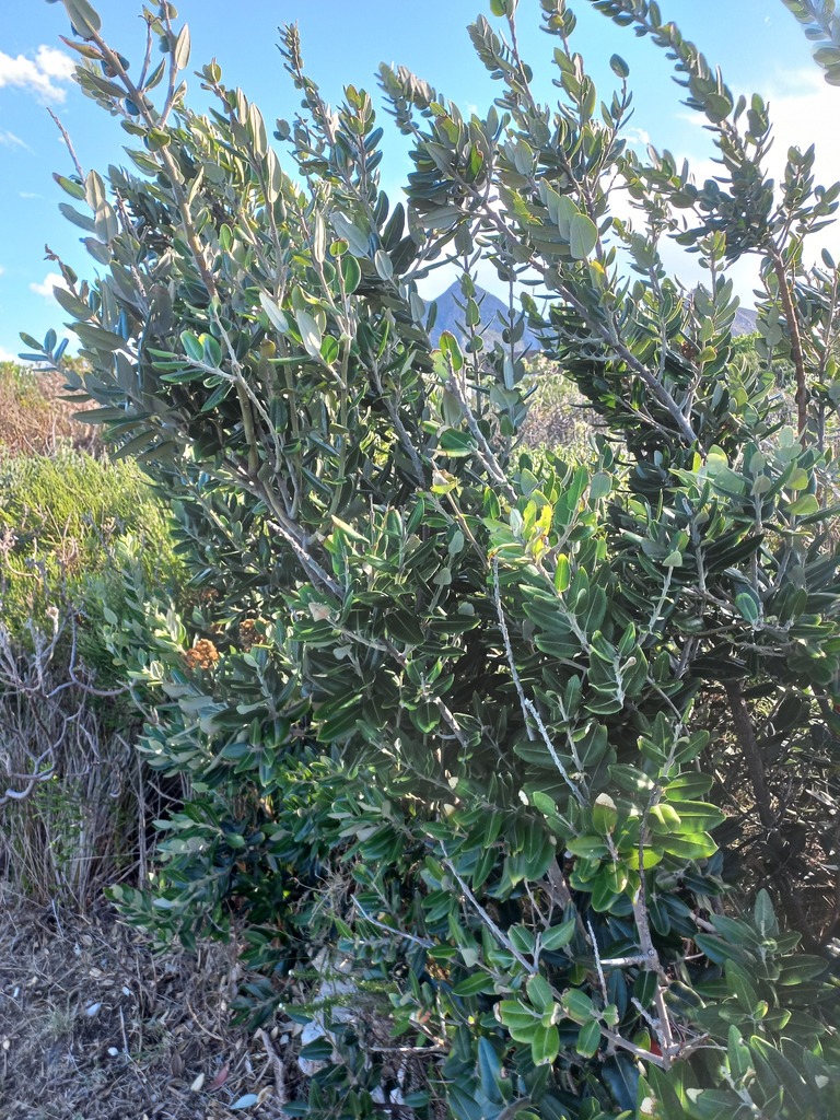 Pōhutukawa from Kleinmond, 7195, South Africa on April 27, 2024 at 10: ...