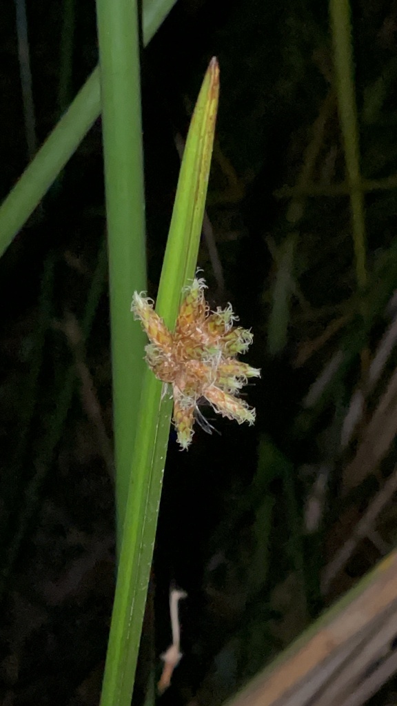 Bog Bulrush in April 2024 by Alex Pintsen JIN · iNaturalist