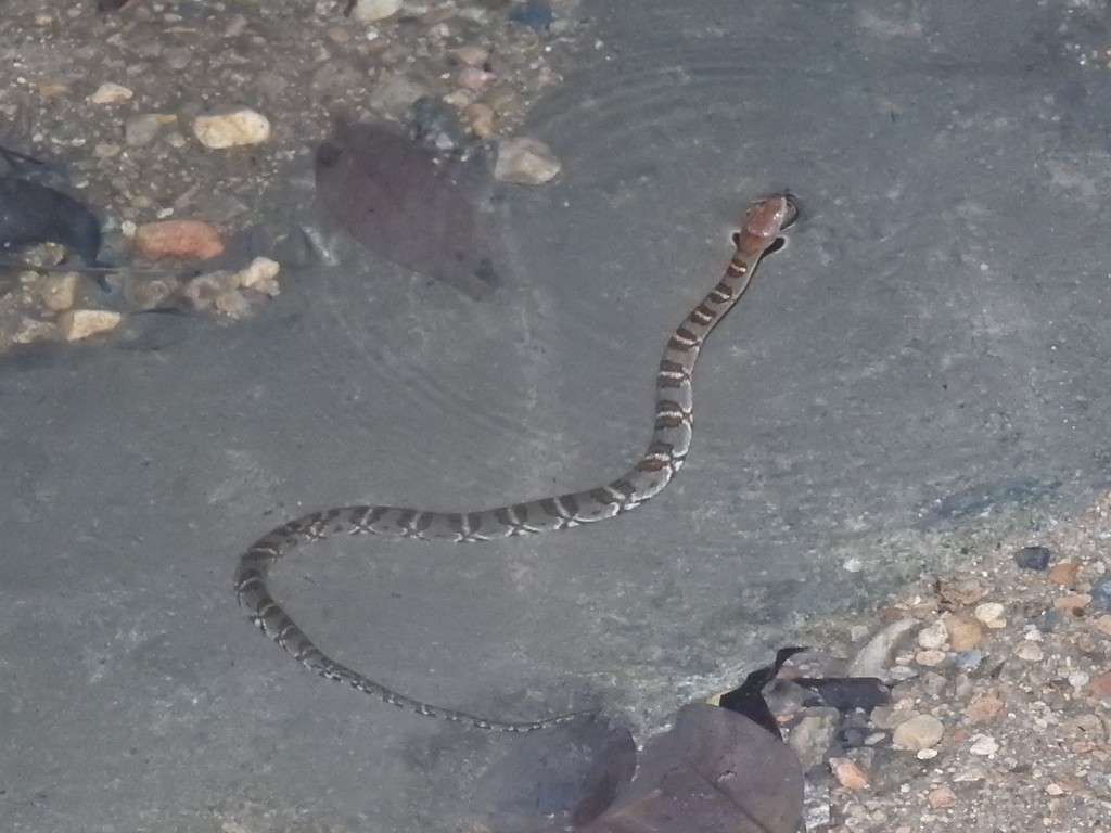 Asiatic Water Snake from Tsuen Wan, HK on April 26, 2019 at 08:59 PM by ...