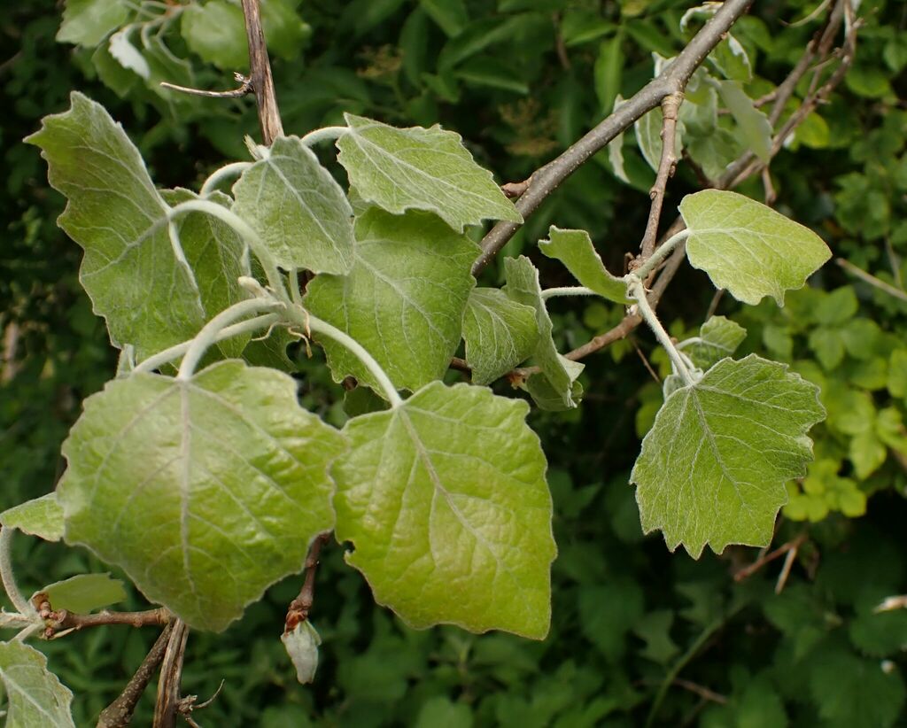 white poplar from Sand Point on April 28, 2024 at 02:26 PM by Jon ...