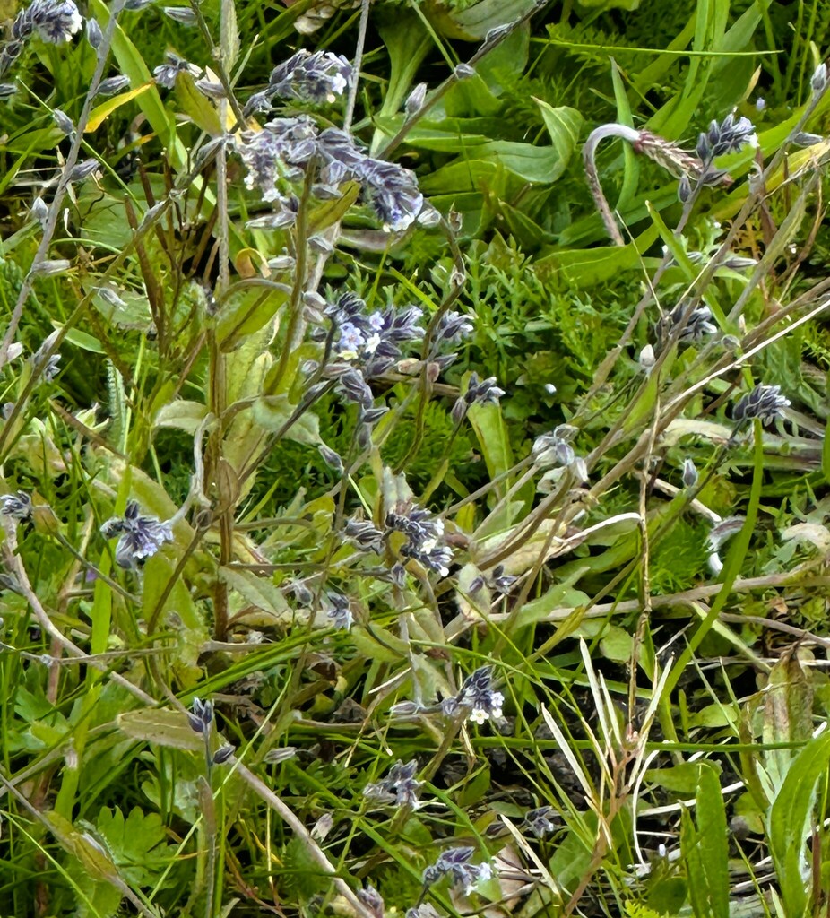 Changing Forget-me-not from Waterloo, UK on April 28, 2024 at 10:28 AM ...