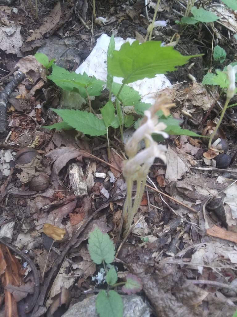 one-flowered cancer-root from Nebo on April 30, 2024 at 09:47 AM by ...