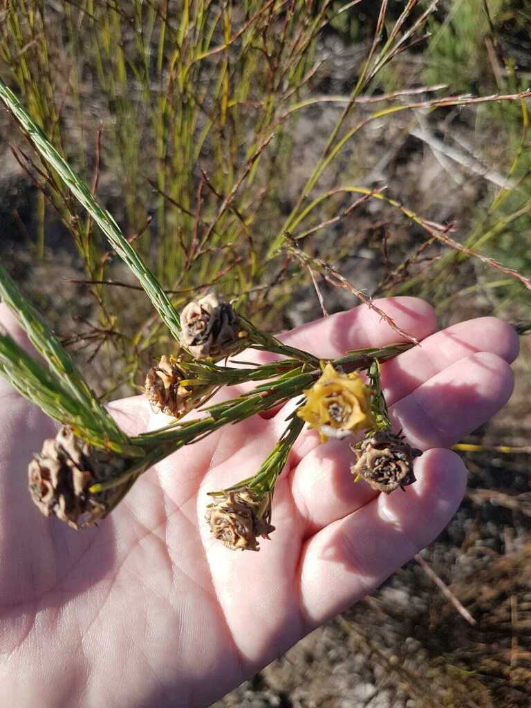 Pineapple Conebush from Greater Chatsworth, Malmesbury, South Africa on ...