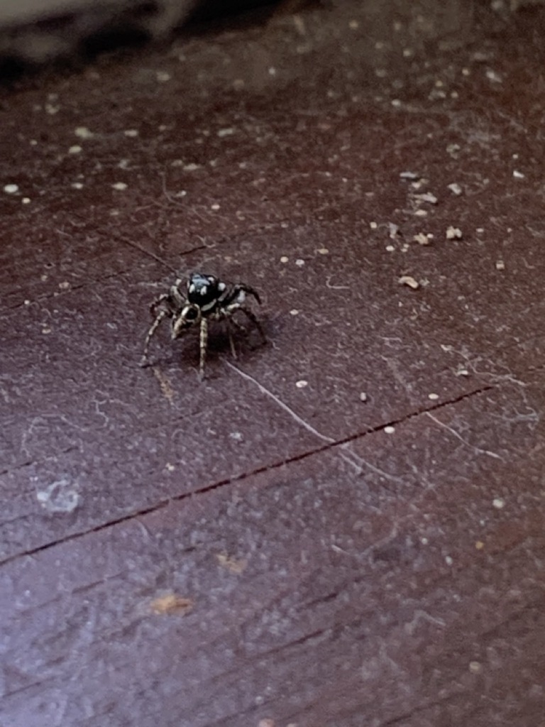 Twin-flagged Jumping Spider from South Austin, Austin, TX, USA on April ...