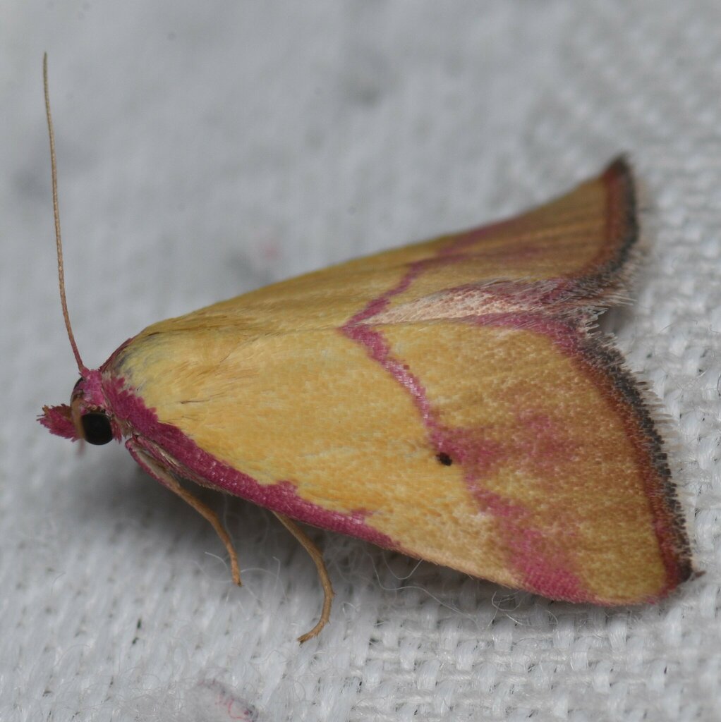 Ernestine's Moth from Miami-Dade County, FL, USA on April 26, 2024 at ...