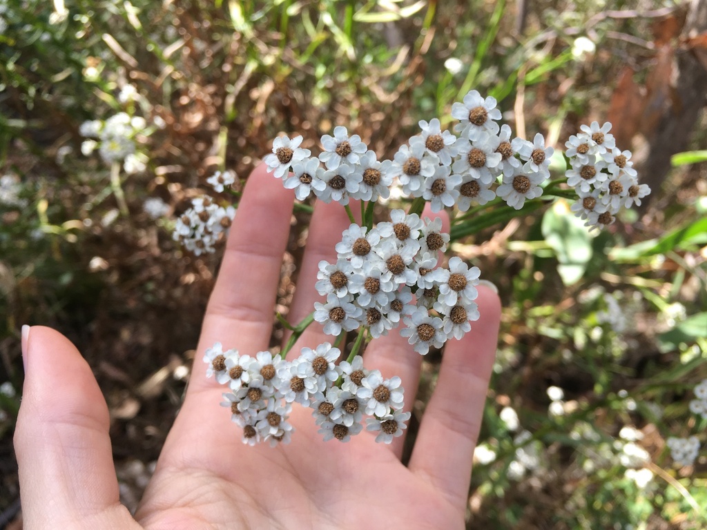Fire Daisy from Gum Flat Rd, Mount George, SA, AU on March 28, 2021 at ...