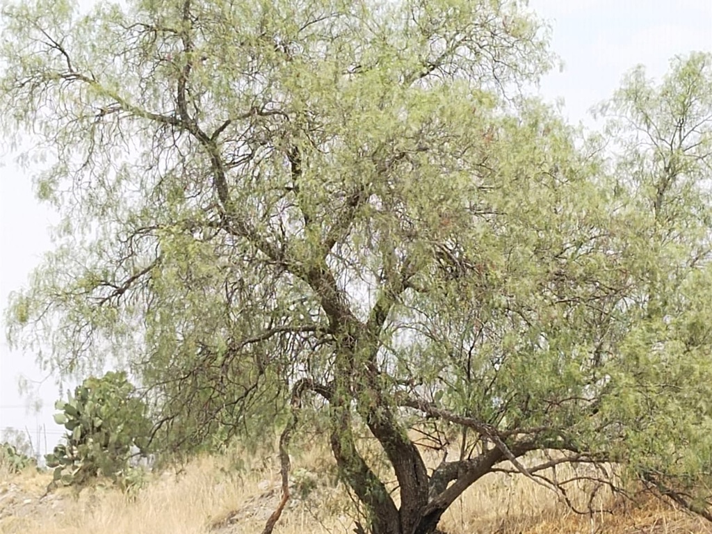 Peruvian Pepper Tree from Parque Nacional Molino de Flores, San Miguel ...