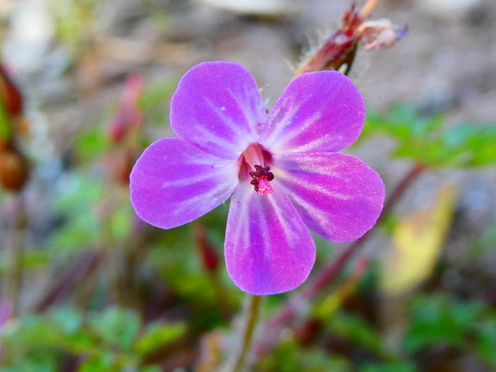 Ruberta in April 2024 by justinchappelle · iNaturalist