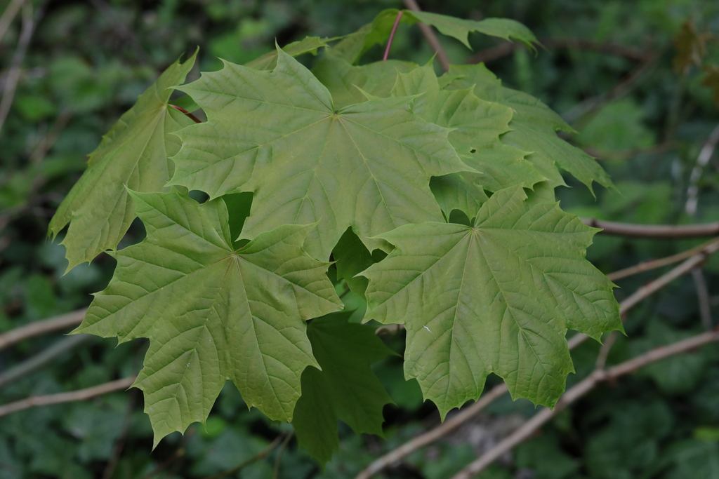 Norway maple from Liverpool Festival Gardens, Riverside Drive ...