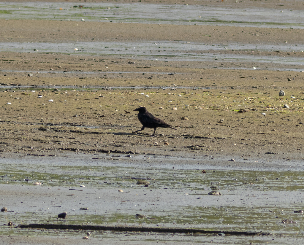 American Crow from Metro Vancouver, BC, Canada on April 29, 2024 at 09: ...