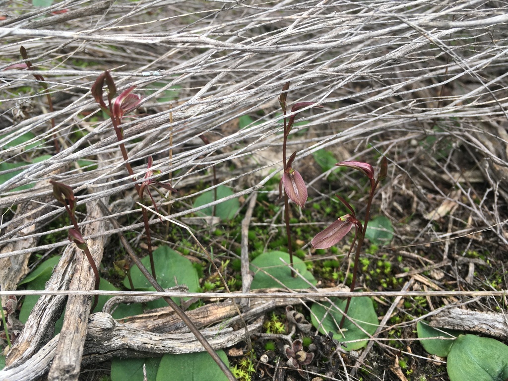 large gnat-orchid from Monarto Conservation Park, Monarto South, SA, AU ...