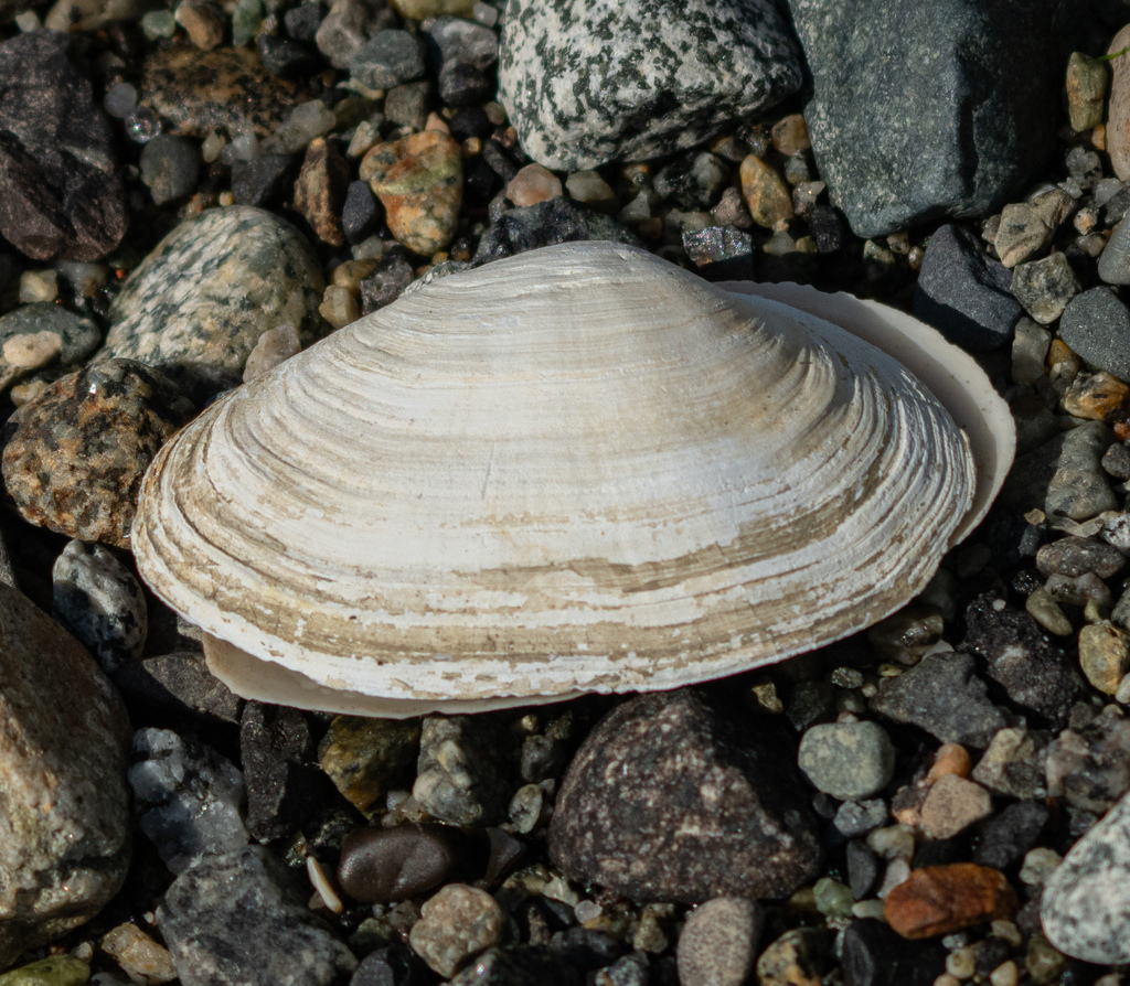 Soft-shelled Clam from Metro Vancouver, BC, Canada on April 29, 2024 at ...