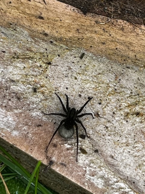 Thin-legged Wolf Spiders from Longbranch, WA, USA on April 28, 2024 at ...
