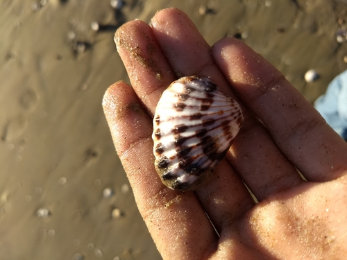 Cardita laticostata · iNaturalist