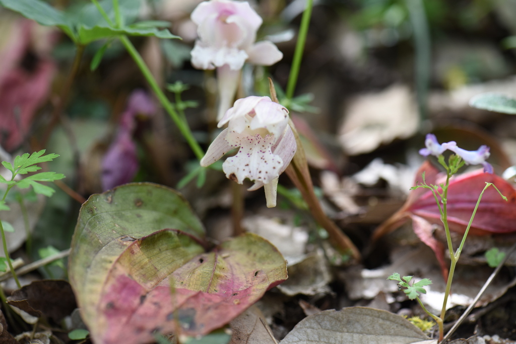Changnienia amoena in April 2024 by Minghan Li · iNaturalist