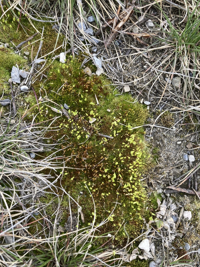 mosses from Calgary, AB, Canada on April 26, 2024 at 03:39 PM by ...