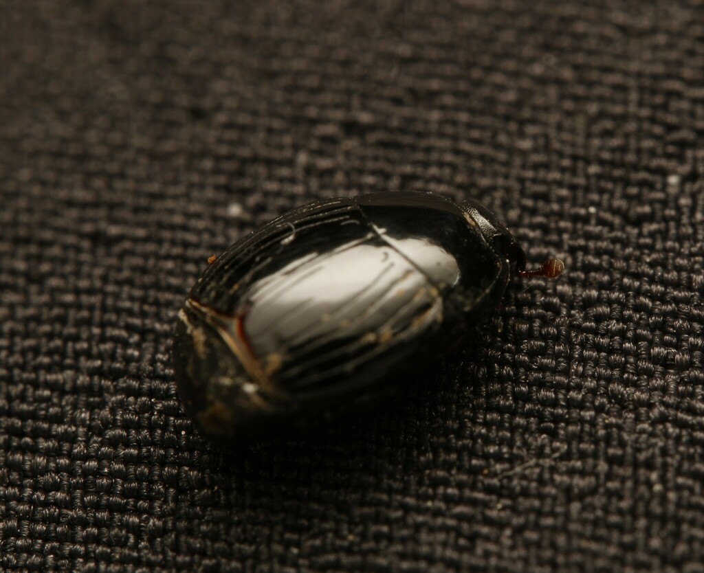 Margarinotus ruficornis from Graz, Österreich on April 29, 2024 at 02: ...