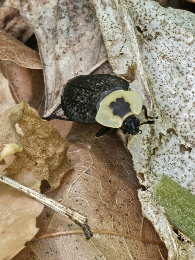 American Carrion Beetle from Cream Ridge, NJ 08514, USA on April 30 ...