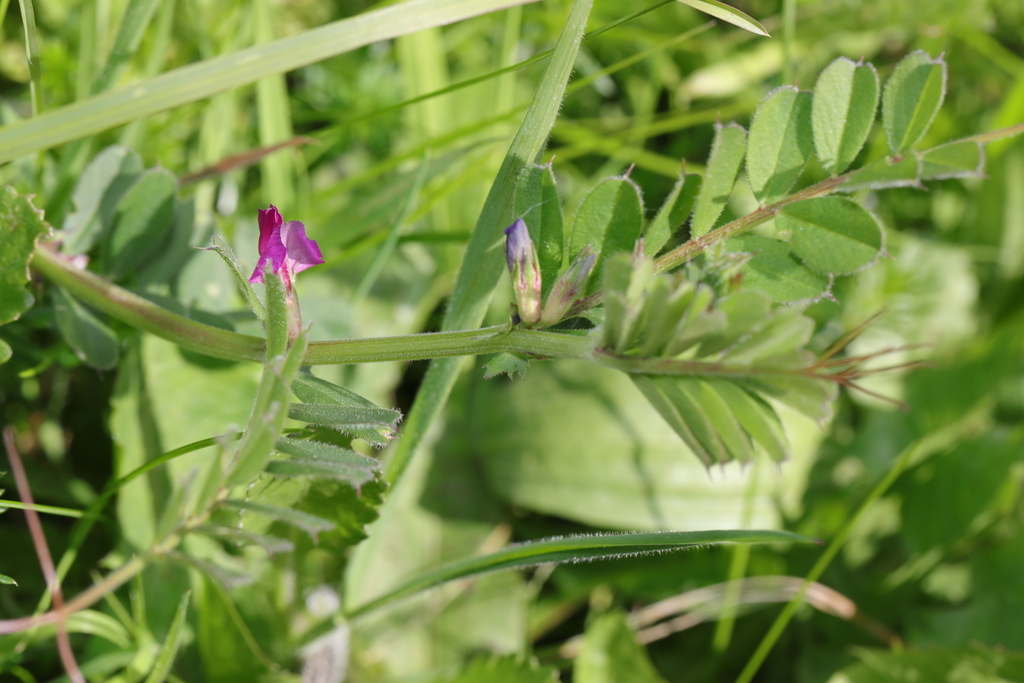 Common Vetch from Pickerings Pasture, Mersey View Road, Halebank ...
