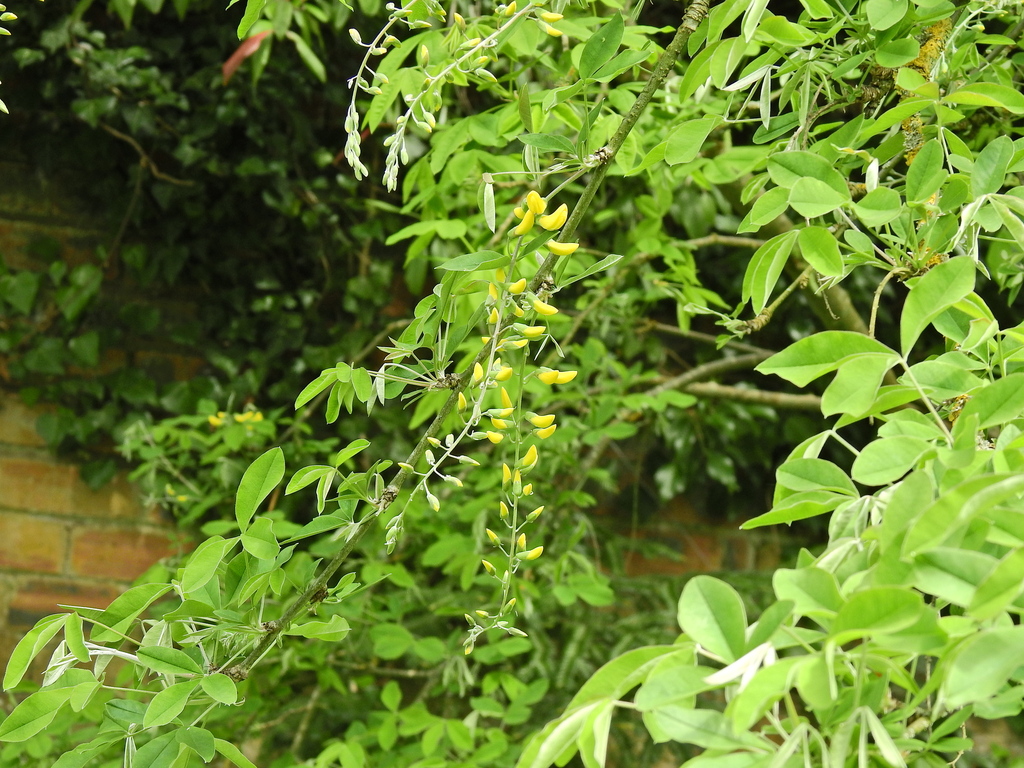 Common Laburnum from Allerton Towers, Woolton Road, Allerton, Liverpool ...