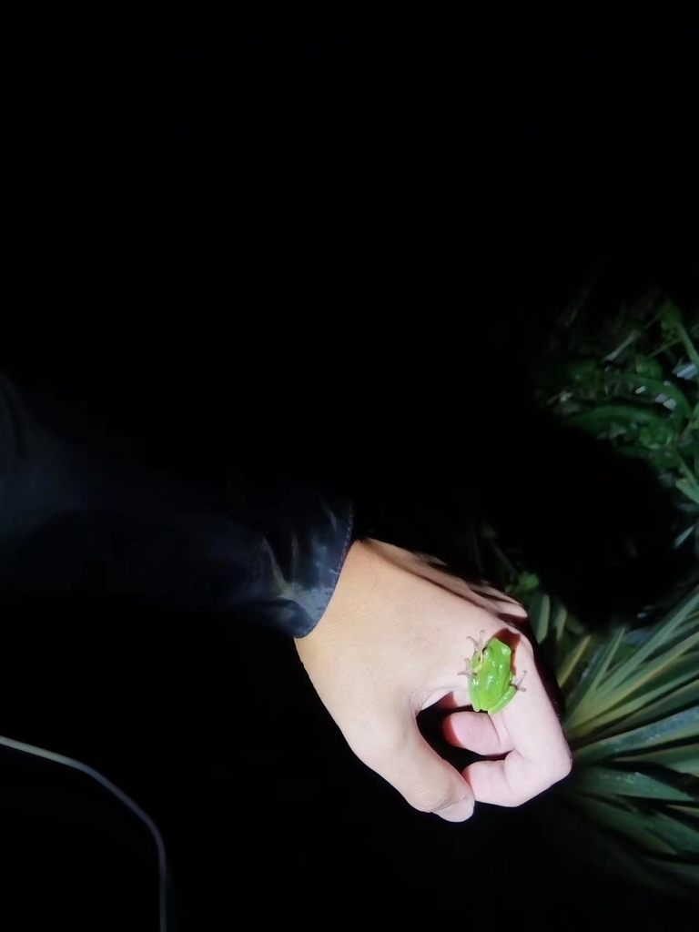 Common Chinese Tree Frog in March 2024 by rainbowlkc · iNaturalist