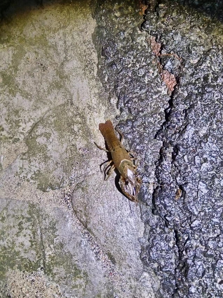 Red Swamp Crayfish in March 2024 by rainbowlkc · iNaturalist