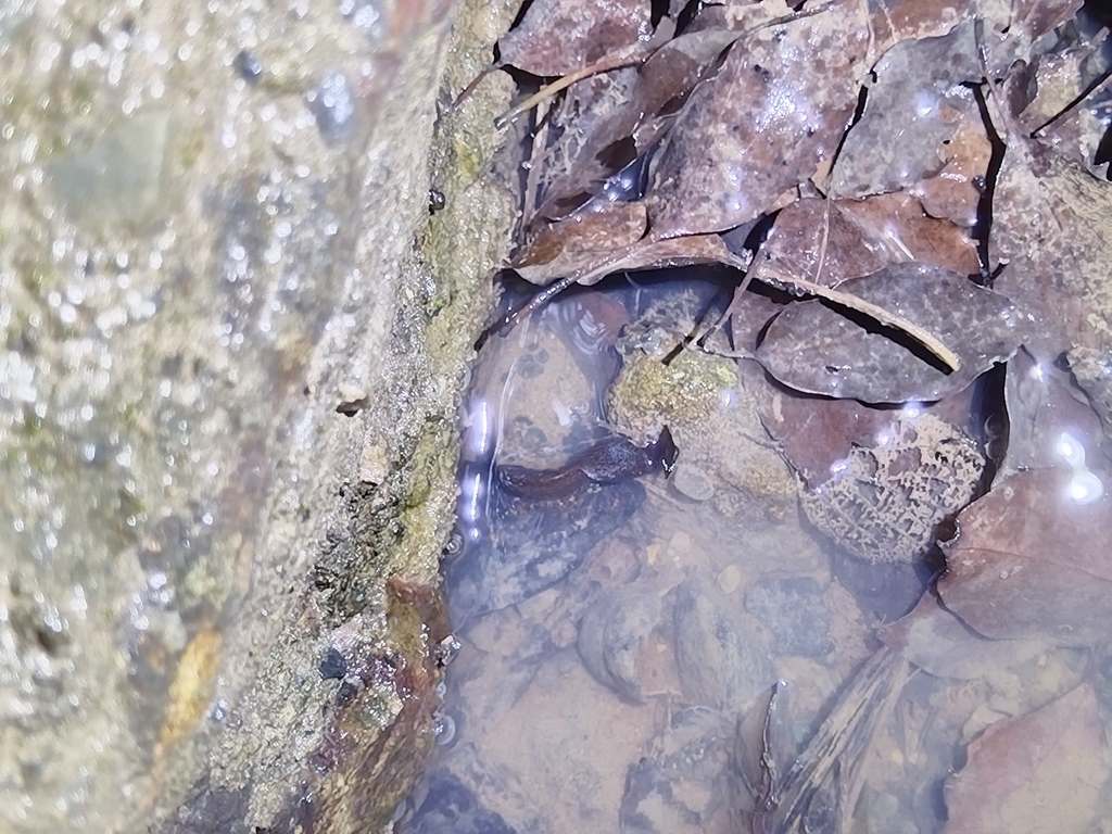 Pale-shouldered Horned Toad in March 2024 by rainbowlkc. smart ...