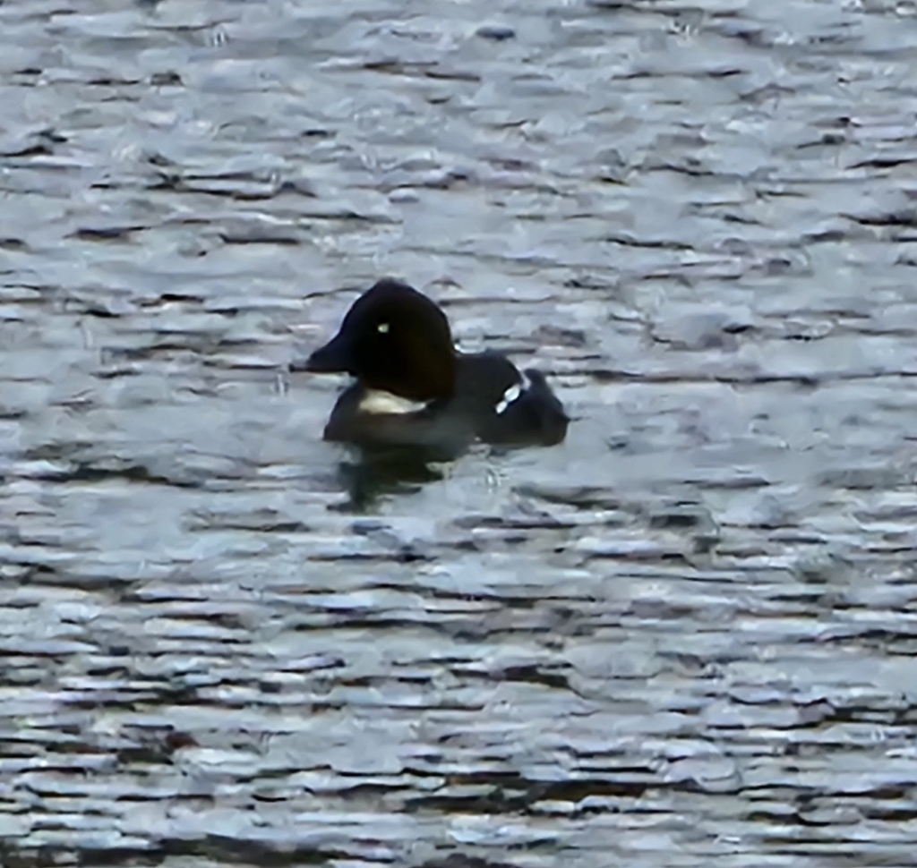 Common Goldeneye from Silver Springs, Calgary, AB, Canada on April 29 ...