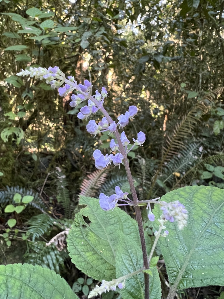pink fly bush from Garden Route (Tsitsikamma, Knysna, Wilderness ...