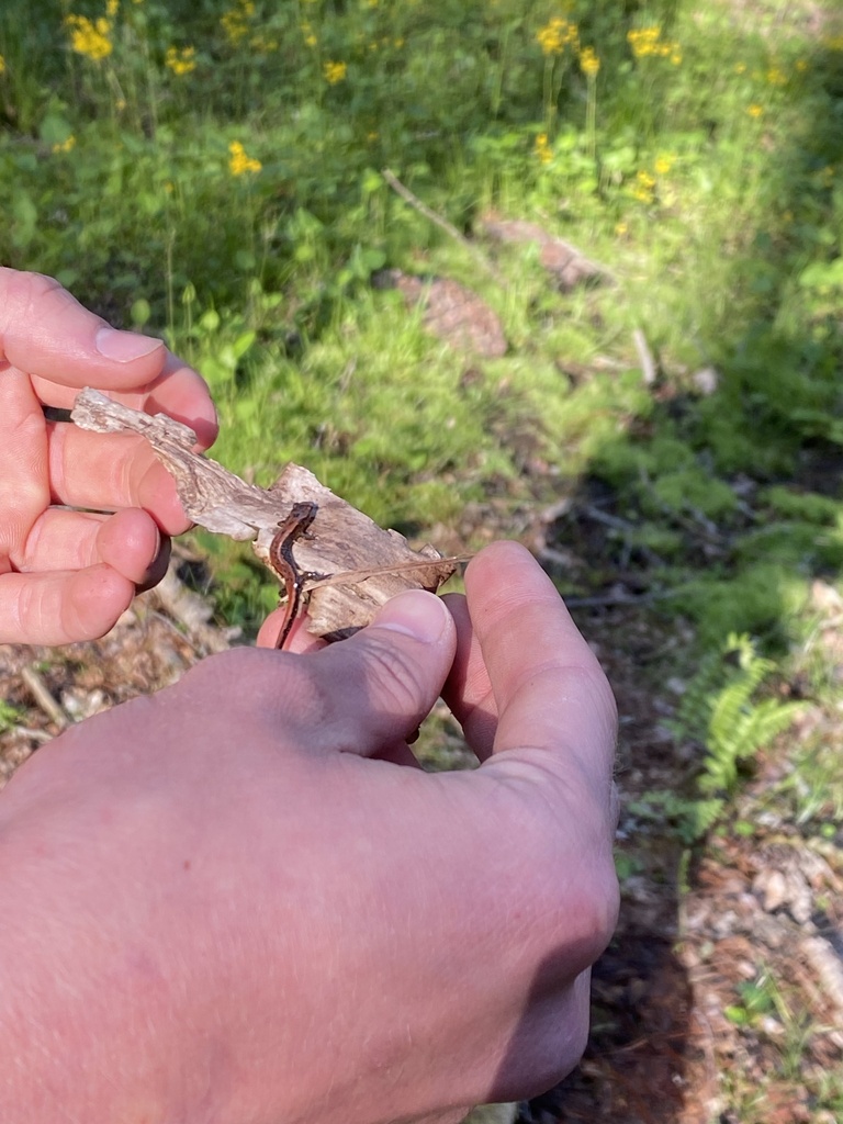 Blue Ridge Dusky Salamander in April 2024 by samh4962 · iNaturalist