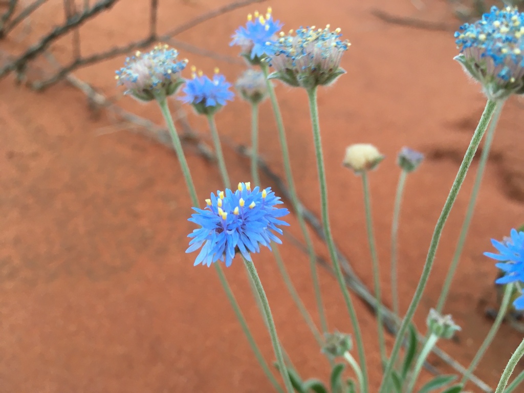 blue pincushion from Iyarrka Ward, Petermann, NT, AU on September 13 ...