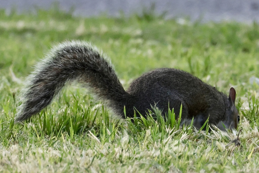 Eastern Gray Squirrel from K. N. Clapp Park, Lubbock, TX, US on April ...