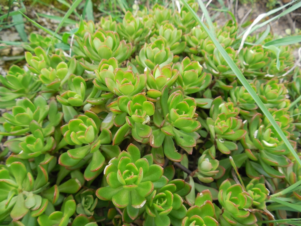 Sedum alfredii from Ningde, CN-FJ, CN on June 20, 2019 at 01:41 PM by ...