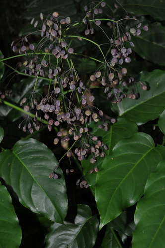 Polyscias samoensis · iNaturalist