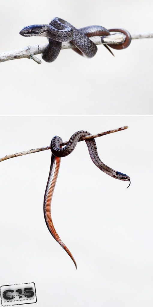 Smooth Snake from Tulea, Govăjdia, Romania on July 18, 2018 at 08:59 AM ...