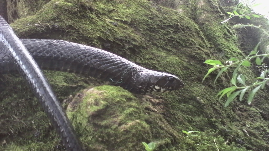 Drymarchon melanurus orizabensis (Fauna del municipio de Atoyac ...
