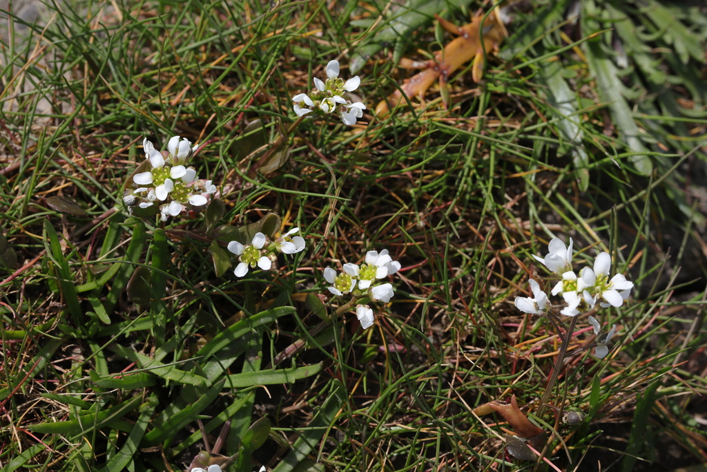 Cochlearia × hollandica from Pickerings Pasture, Mersey View Road ...