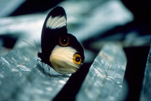 Taenaris myops · iNaturalist