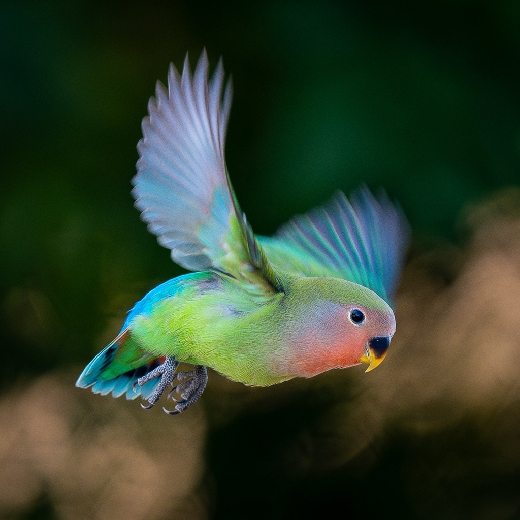 Rosy-faced Lovebird from ǁKaras, Namibia on April 28, 2024 at 08:44 AM ...